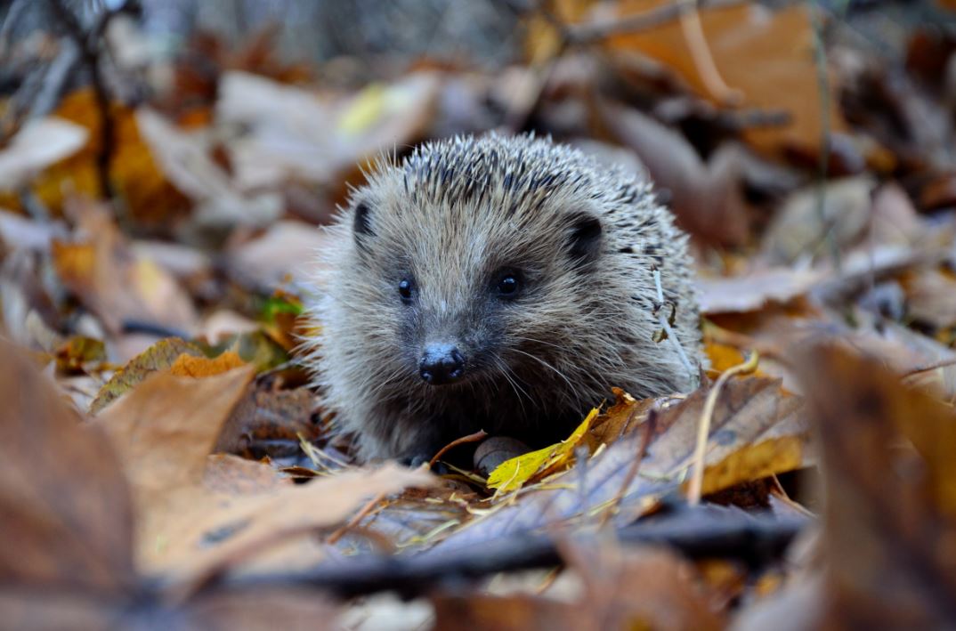 Think of hidden Hedgehogs this Spring - Frome Town Council
