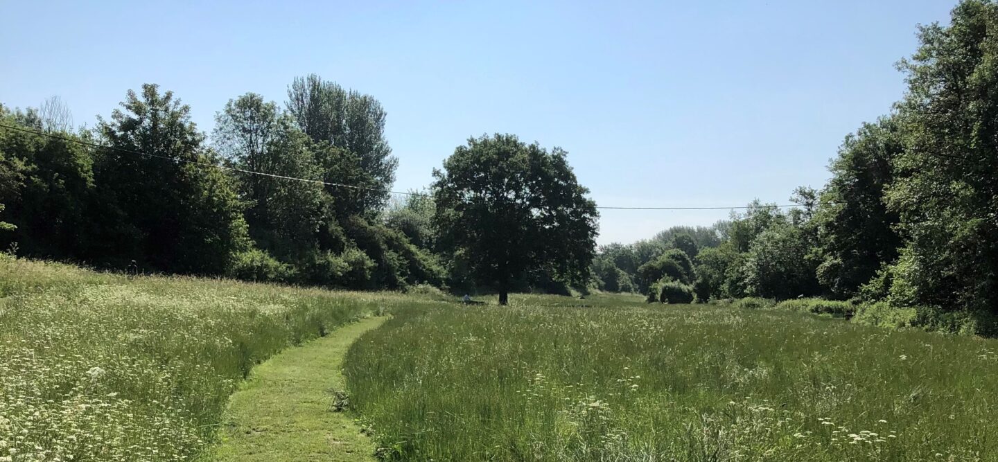 Fun and games at Picnic in the Meadow - Frome Town Council