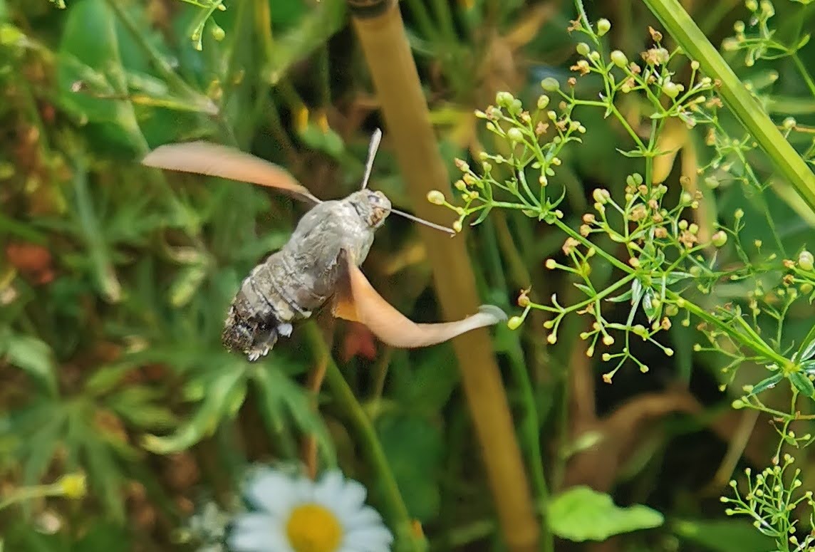Wild Bunch Column - Wild Garden Visitors - Frome Town Council