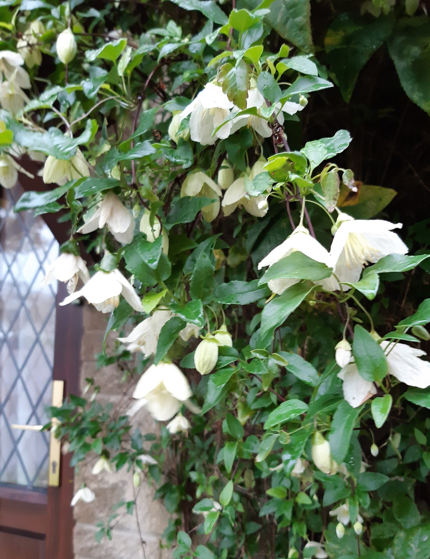 Wild Bunch Column - Winter gardening for wildlife - Frome Town Council