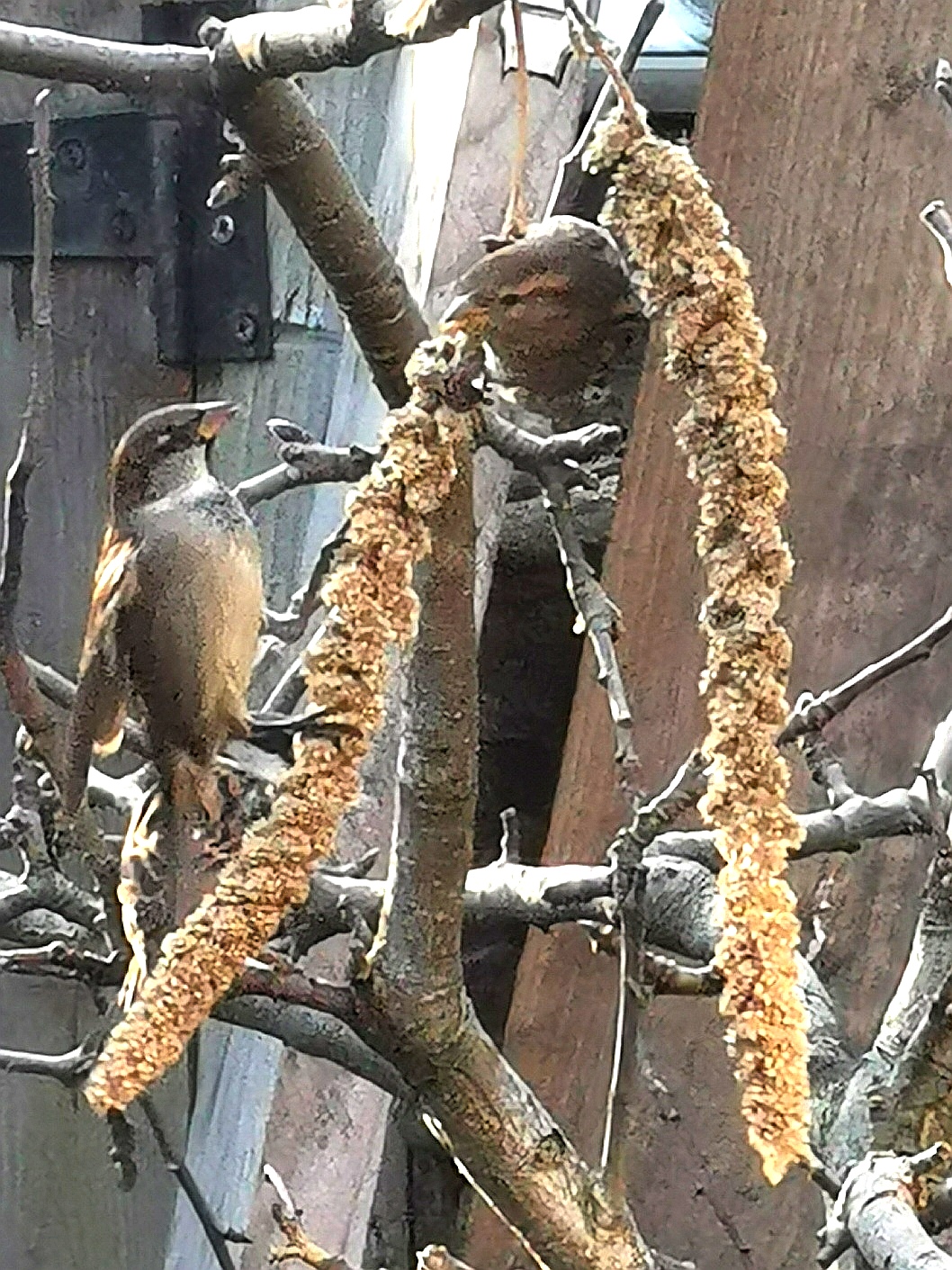 Wild Bunch Column - Sleeping wildlife - Frome Town Council