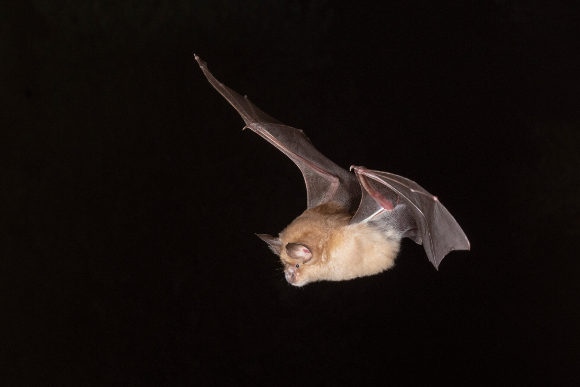 We’re going batty for bats this year! - Frome Town Council