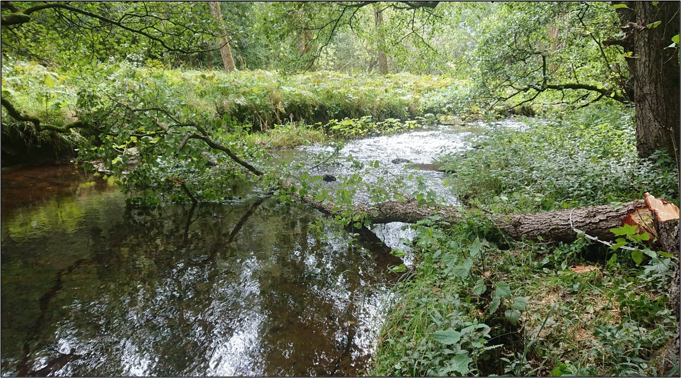 Habitat improvements at Rodden Meadow - Frome Town Council