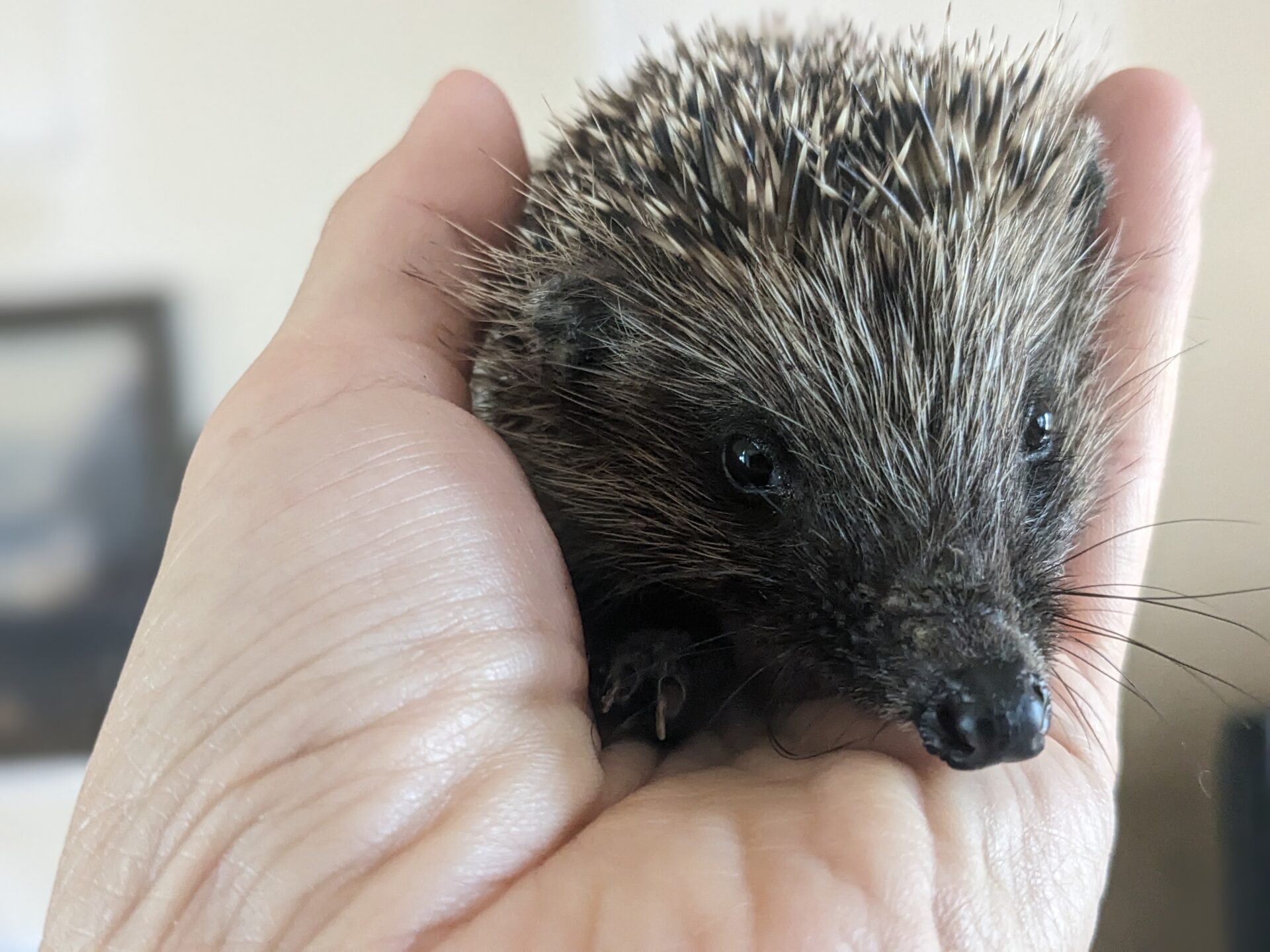 Wild Bunch Column - Hedgehogs - Frome Town Council