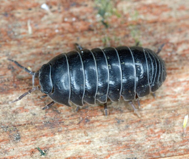 Wild Bunch - Slugs, bugs and creepy crawlies - Frome Town Council