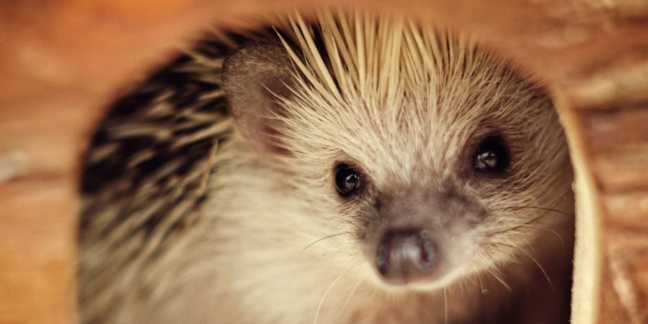 Wild Bunch column - be hedgehog aware this May - Frome Town Council